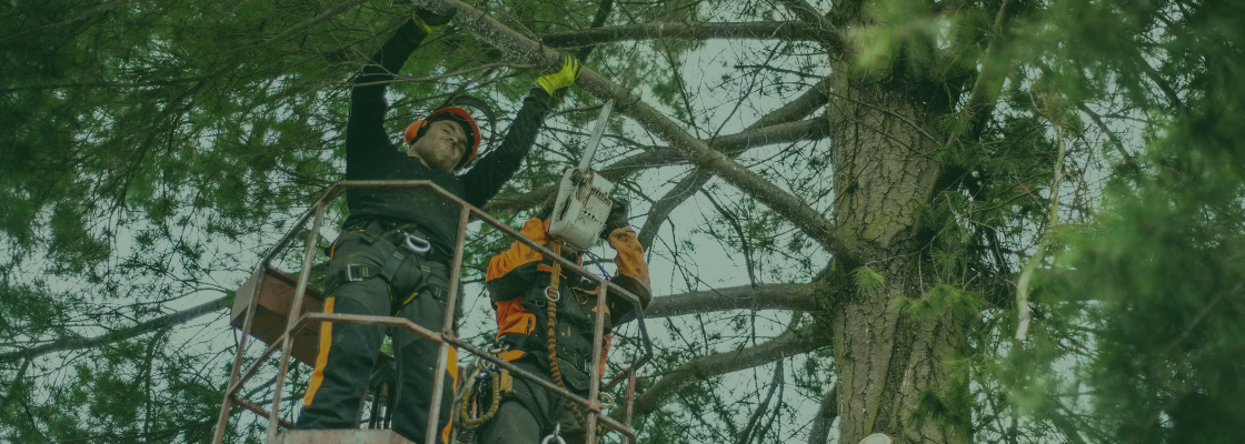 Tree Service Jobs | Start Your Career with St. Louis Tree Pros